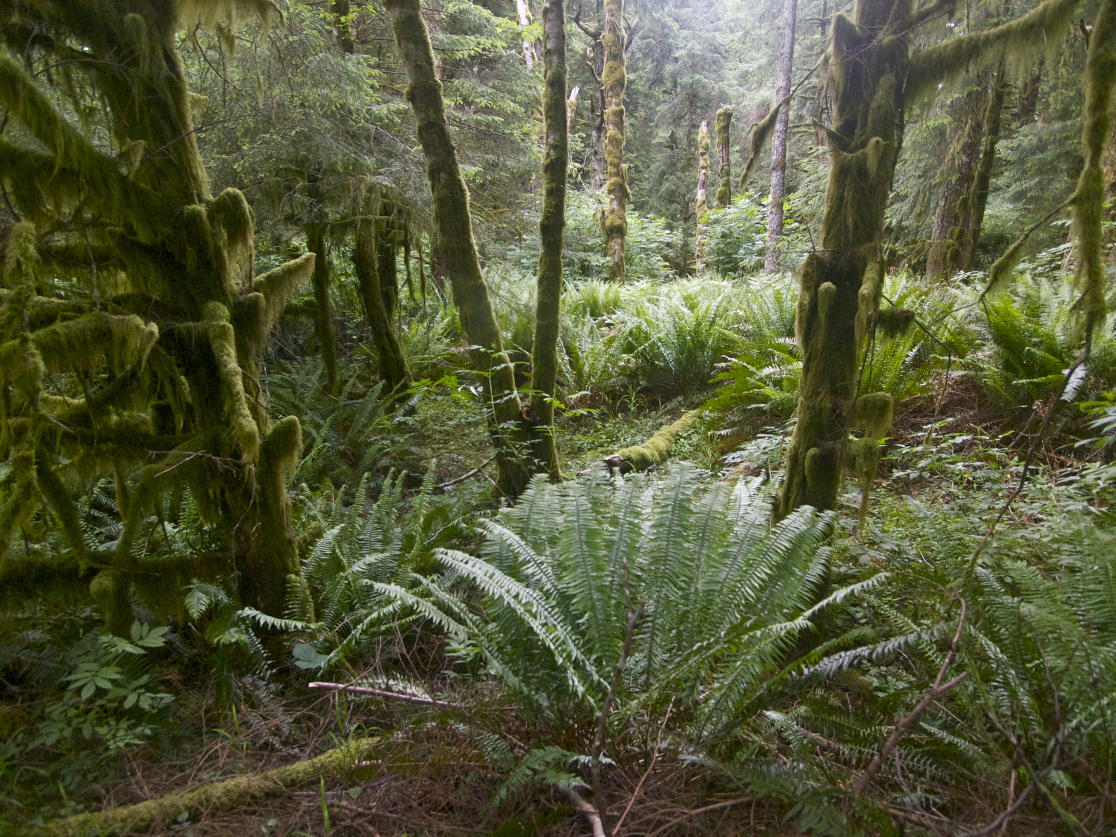 Oregon Green | Travels with the Blonde Coyote